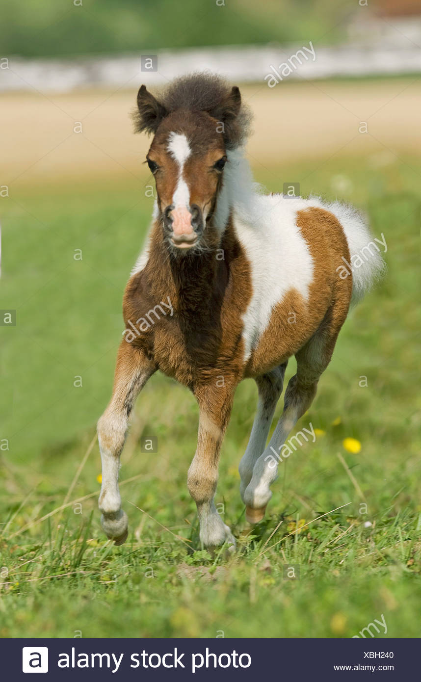 American Miniature Horse Foal Stock Photos & American Miniature Horse ...