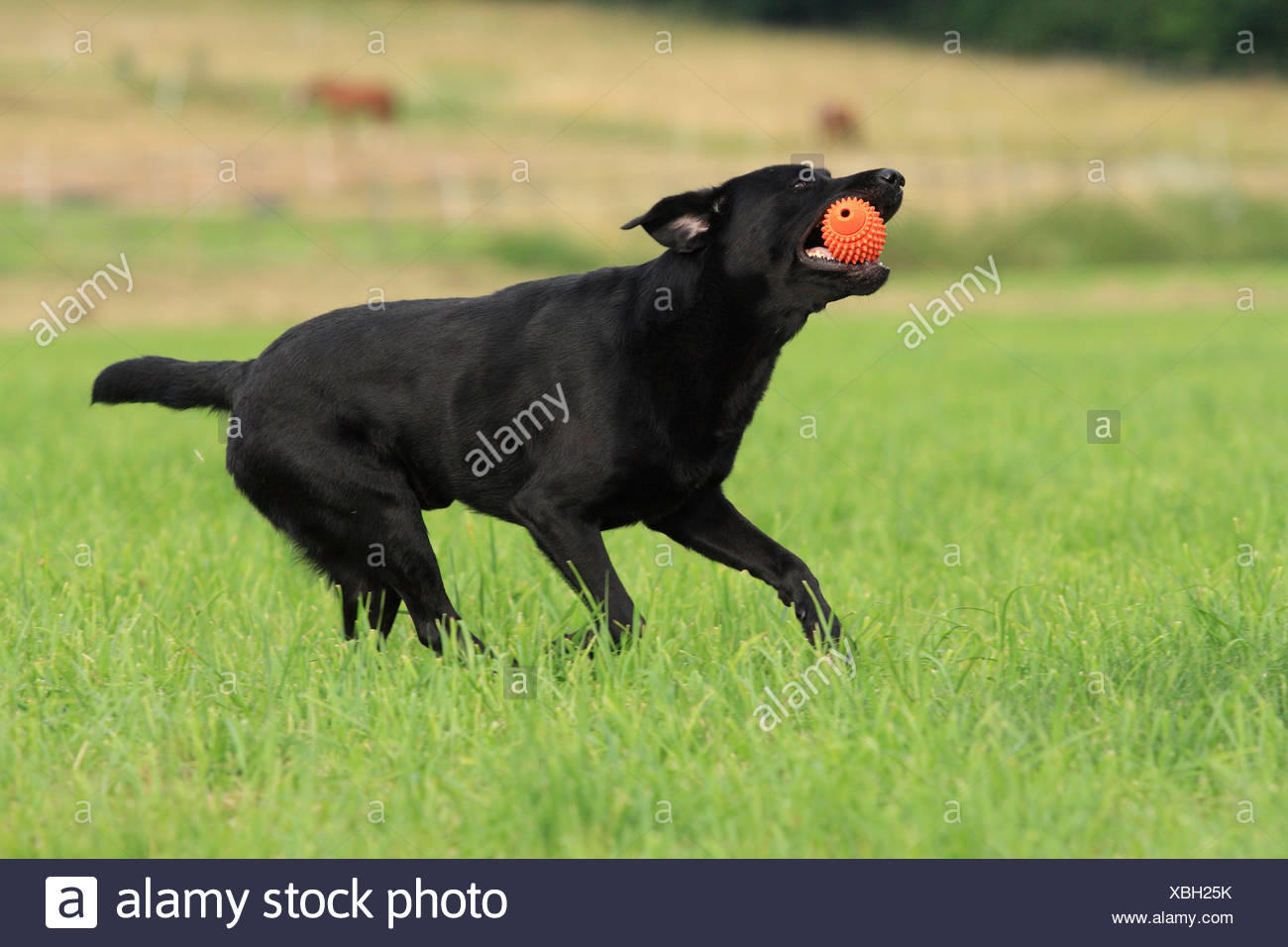 Labrador Retriever Black Side Profile High Resolution Stock Photography ...