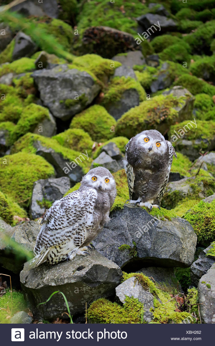 Two Fledgling Owls High Resolution Stock Photography and Images - Alamy
