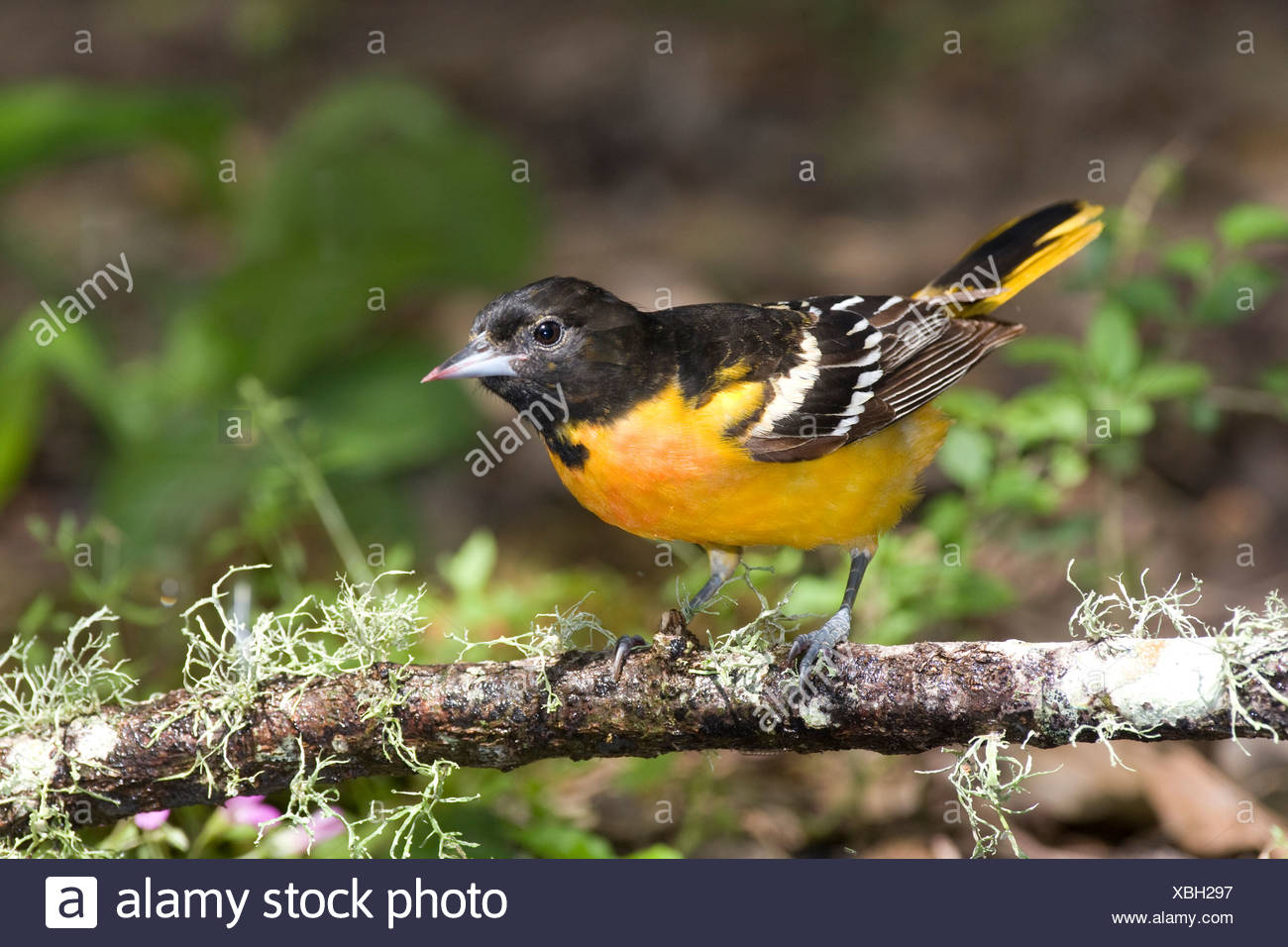 Northern Oriole Icterus Galbula Stock Photos & Northern Oriole Icterus ...