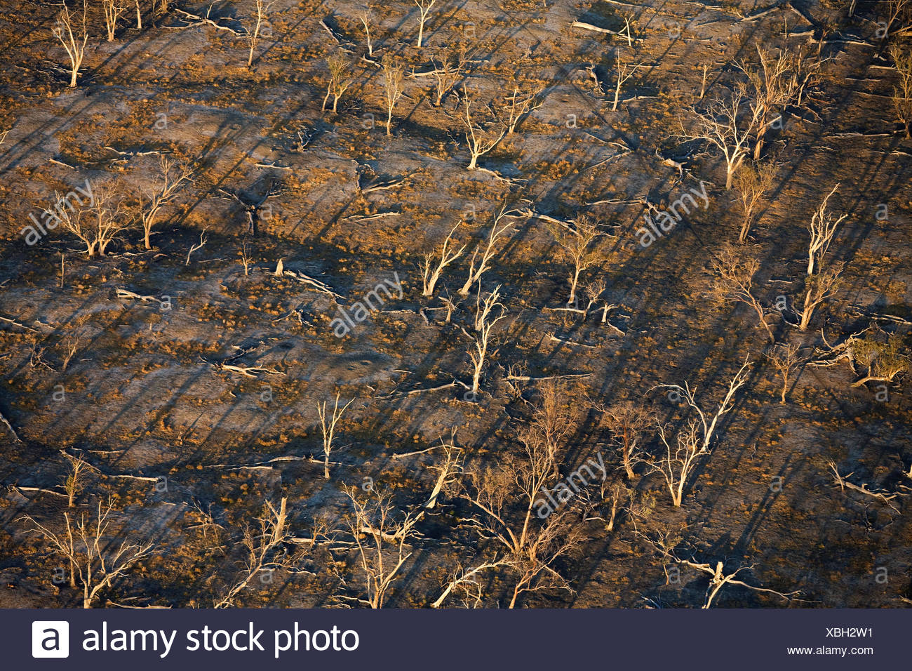 River Red Gum Stock Photos & River Red Gum Stock Images - Alamy