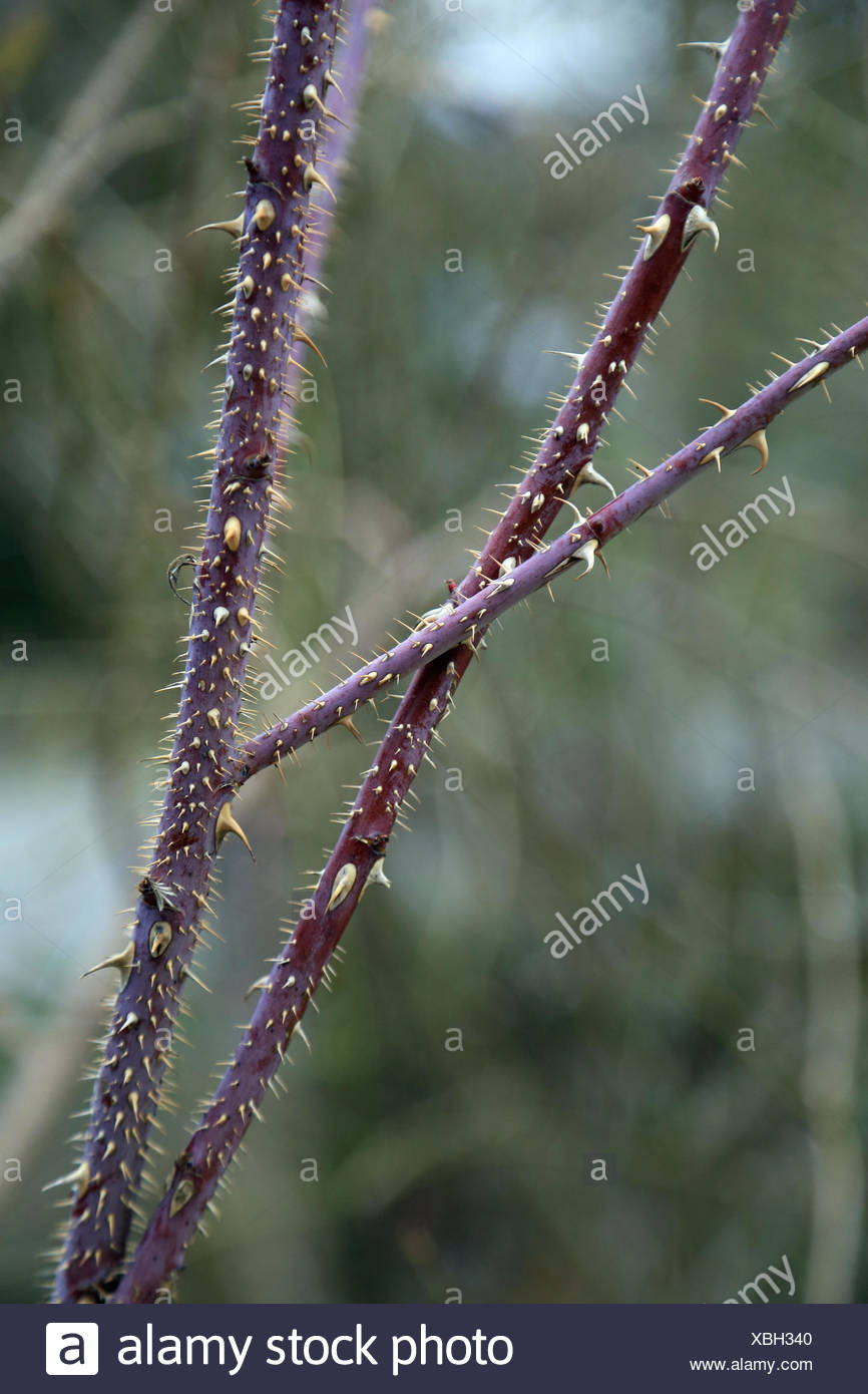 Spiky Branches High Resolution Stock Photography and Images - Alamy