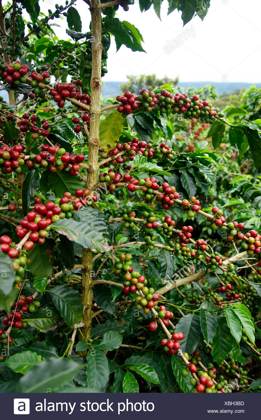 Arabian Coffee Tree Coffea Arabica Stock Photos & Arabian Coffee Tree ...