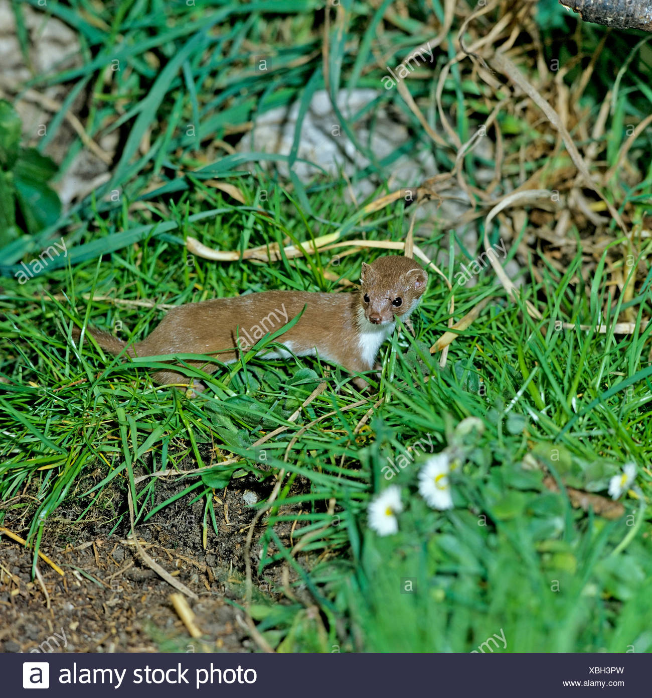 Mauswiesel High Resolution Stock Photography and Images - Alamy
