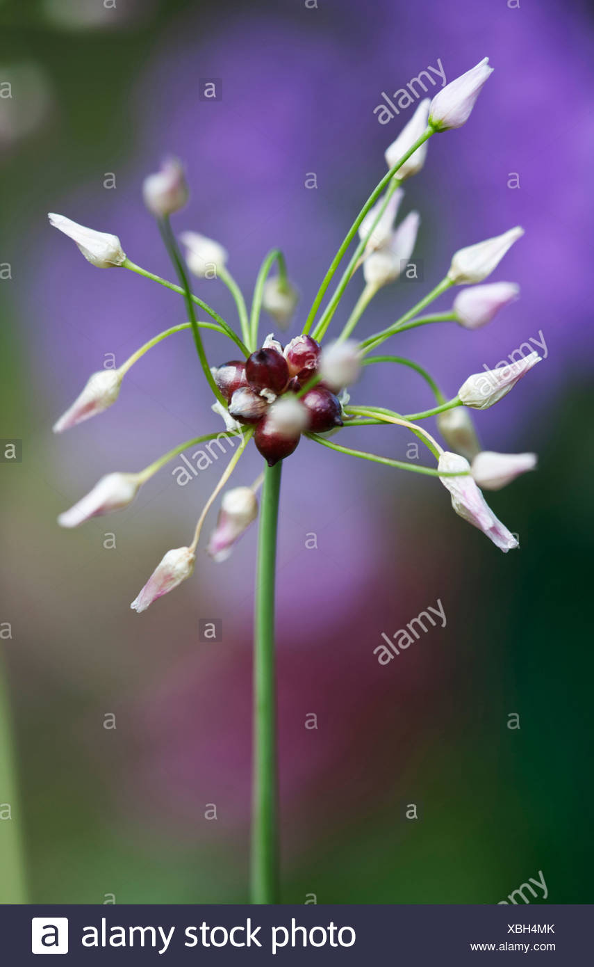 Flexible Stalk High Resolution Stock Photography and Images - Alamy