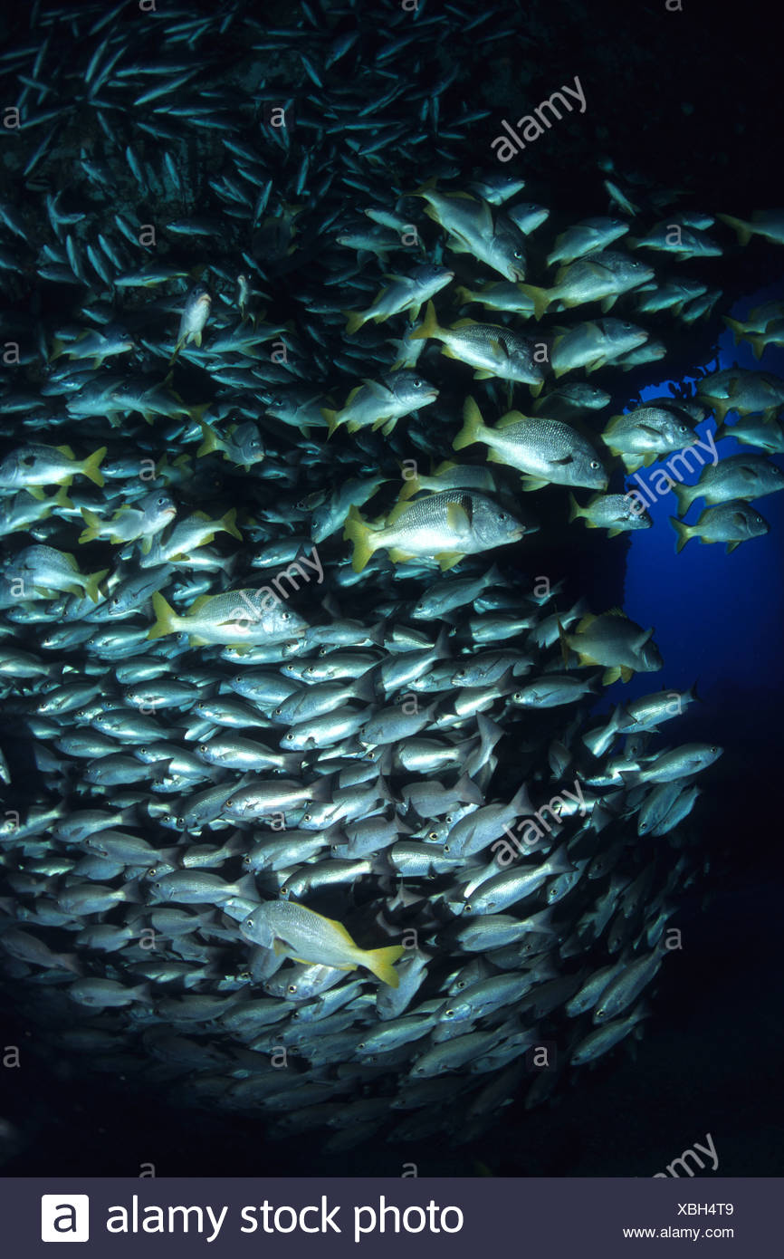 Yellowtail Grunt Stock Photos & Yellowtail Grunt Stock Images - Alamy