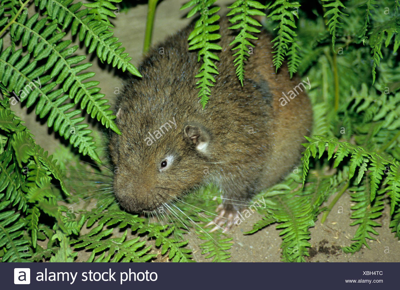 Mountain Beaver Aplodontia Rufa Stock Photos & Mountain Beaver ...