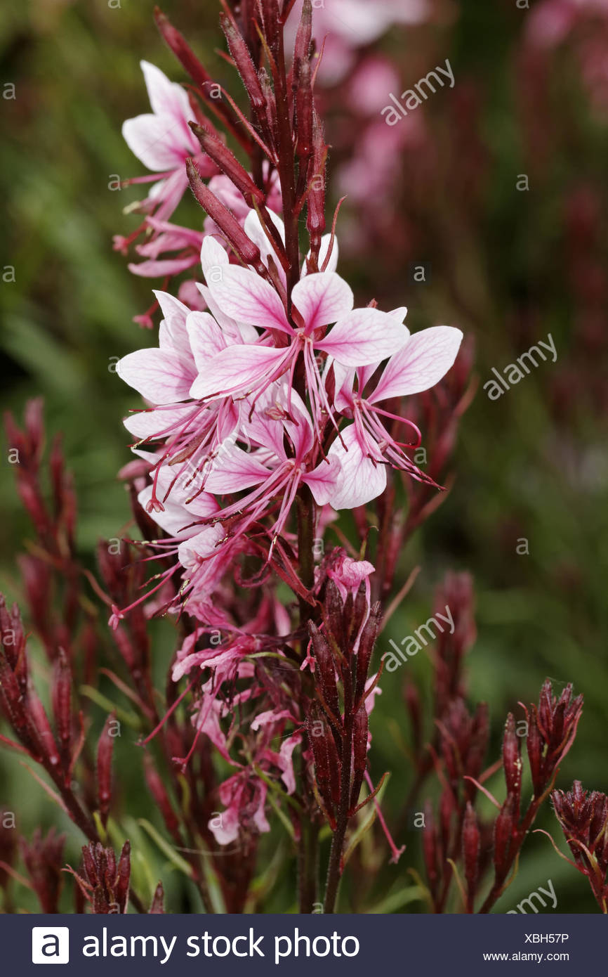 Gaura Lindheimeri Gambit Pink High Resolution Stock Photography and ...