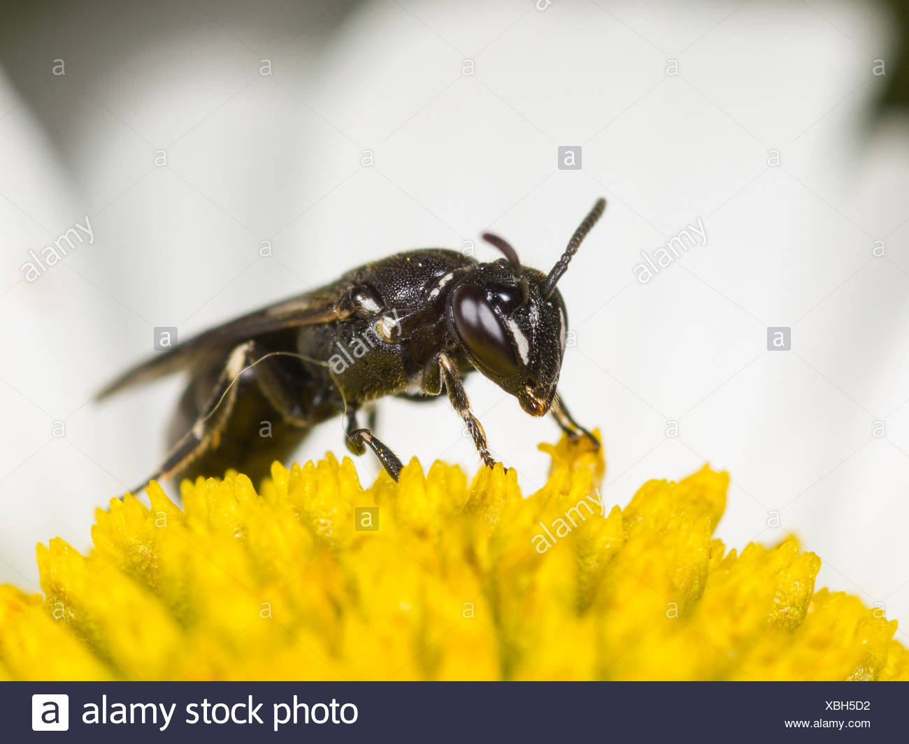 Plasterer Bee Stock Photos & Plasterer Bee Stock Images - Alamy
