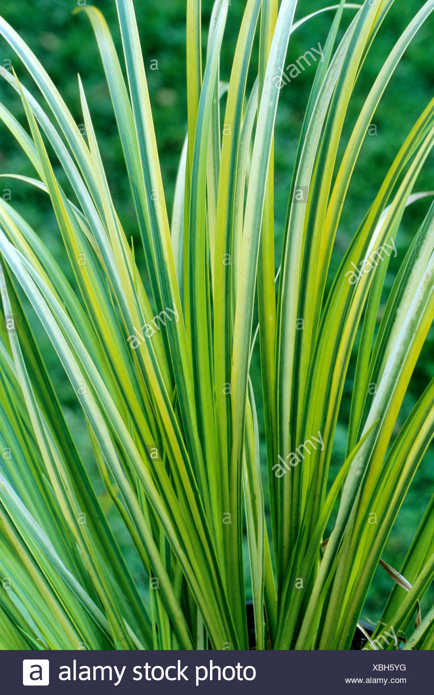 Acorus Gramineus High Resolution Stock Photography and Images - Alamy