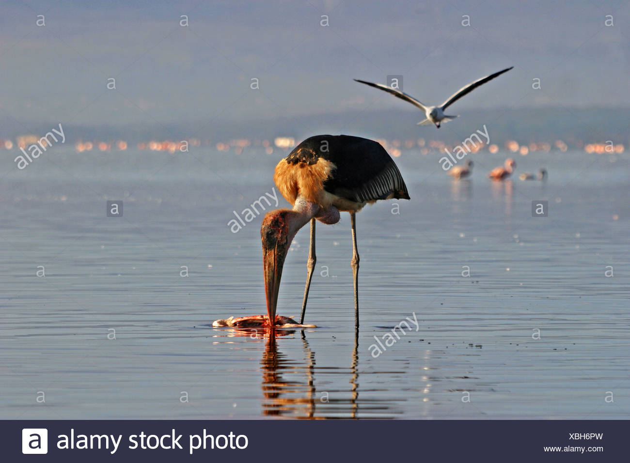 Marabou Stork Flamingo High Resolution Stock Photography and Images - Alamy