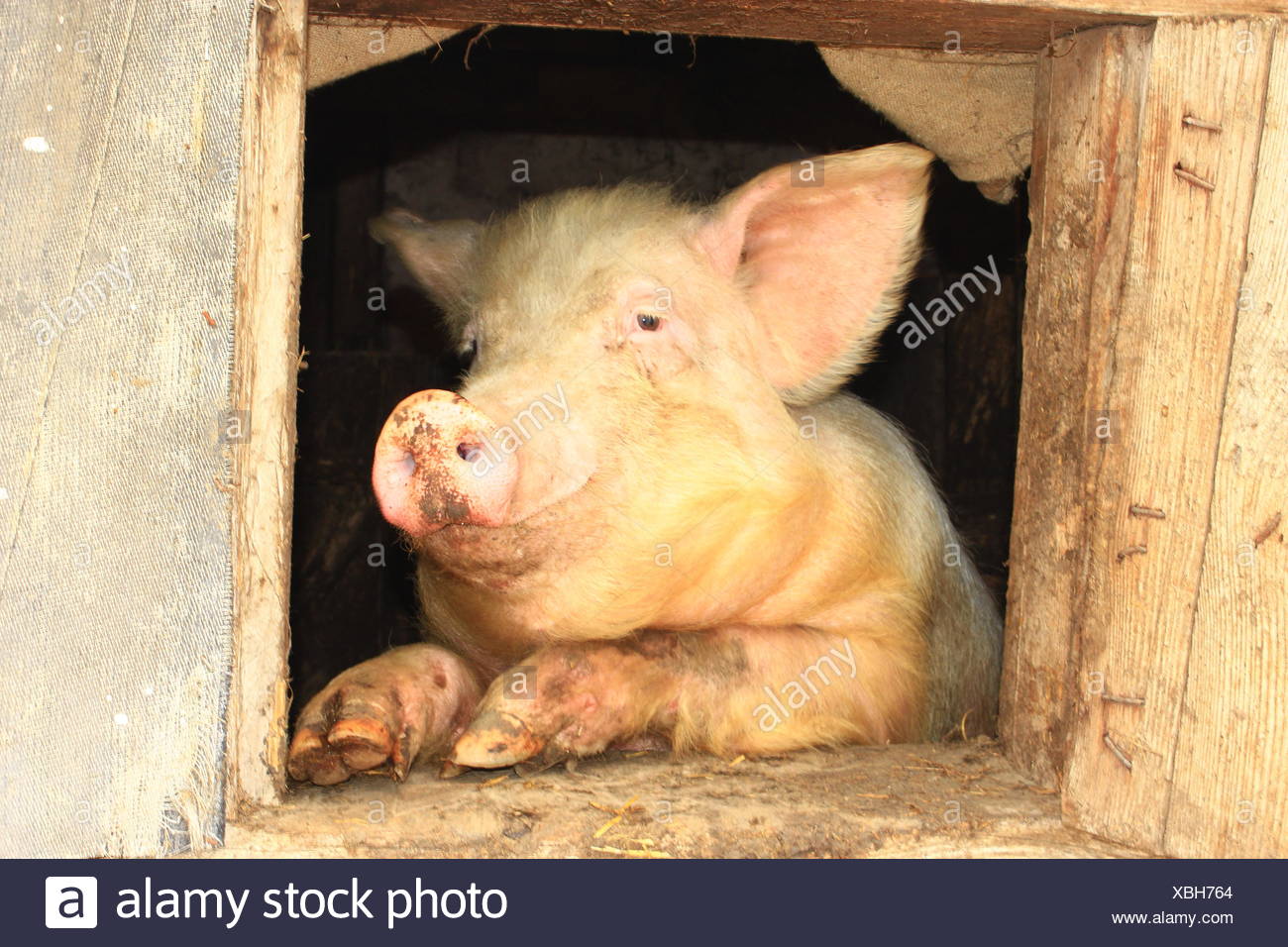 Pig Out Out Stock Photos & Pig Out Out Stock Images - Alamy