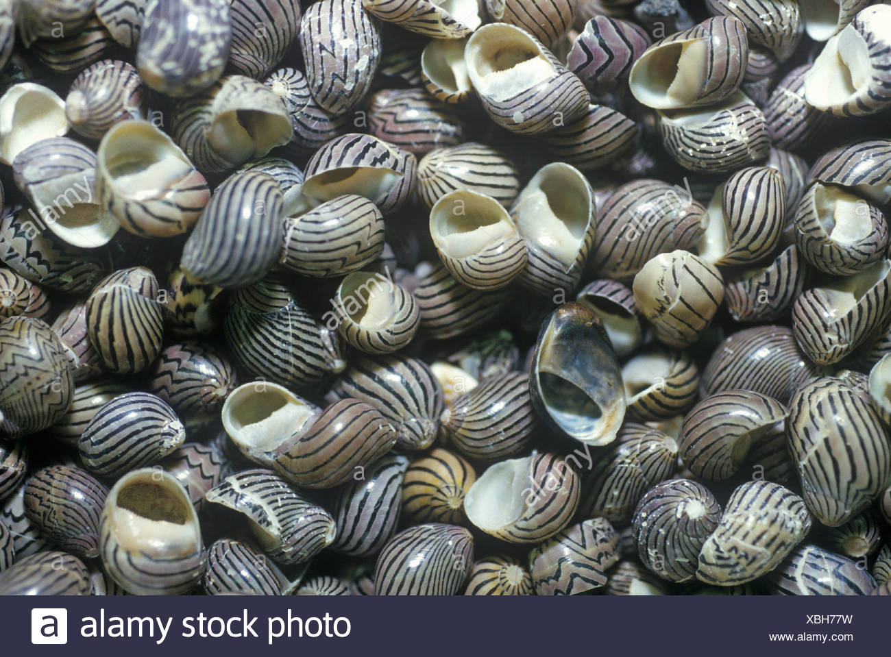 Pile Of Snail Shells High Resolution Stock Photography and Images - Alamy