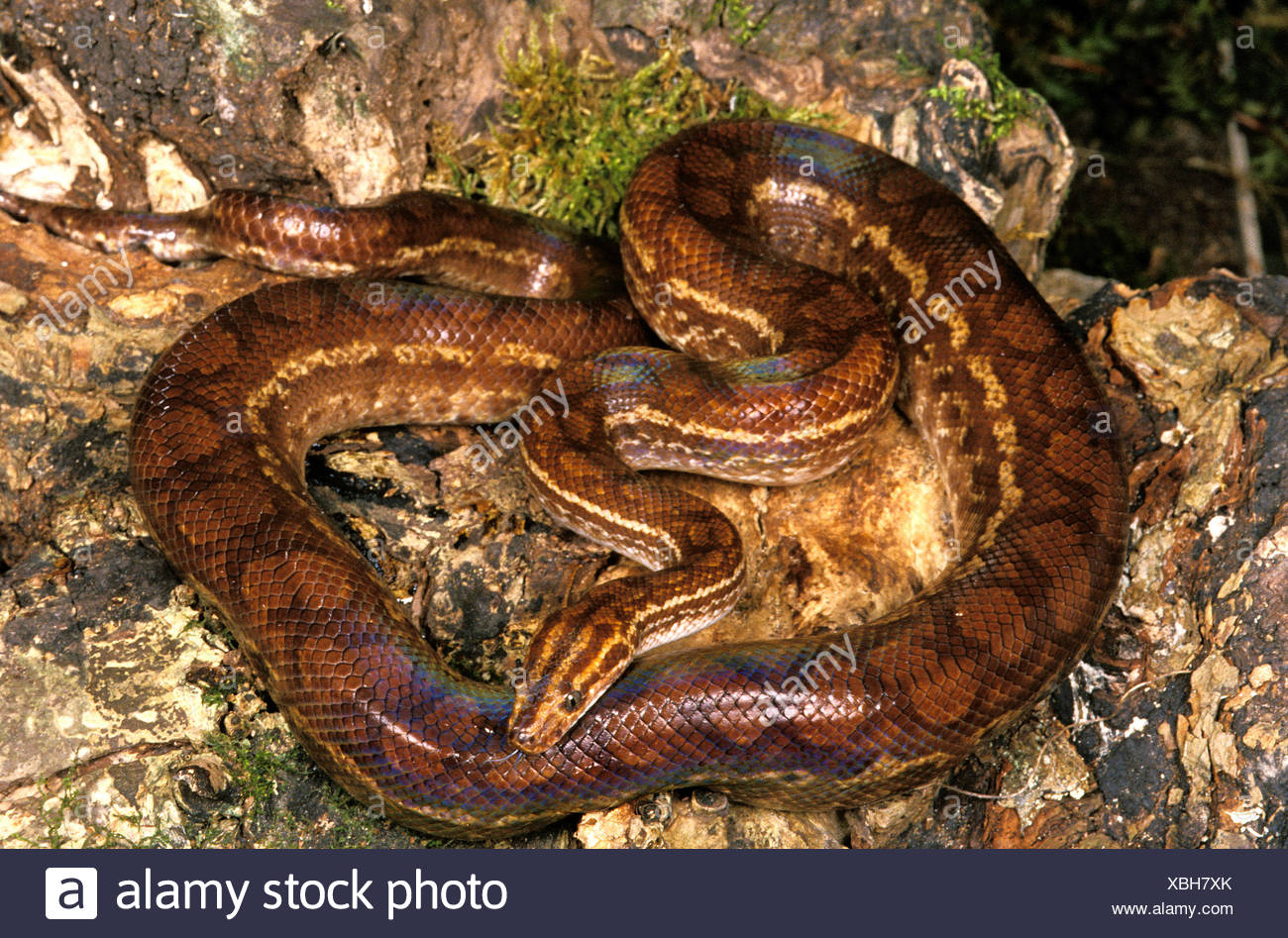 Boa Cenchria High Resolution Stock Photography and Images - Alamy