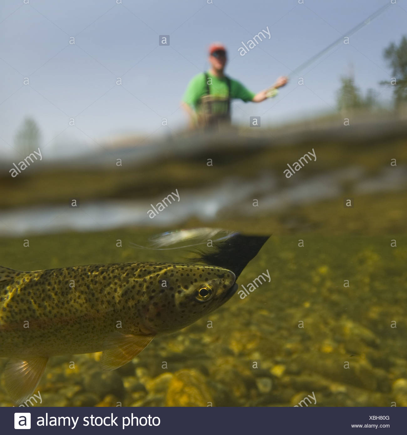 Trout Fly Fisherman High Resolution Stock Photography and Images - Alamy