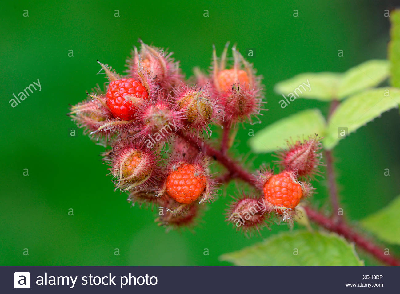 Rubus Phoenicolasius High Resolution Stock Photography and Images - Alamy
