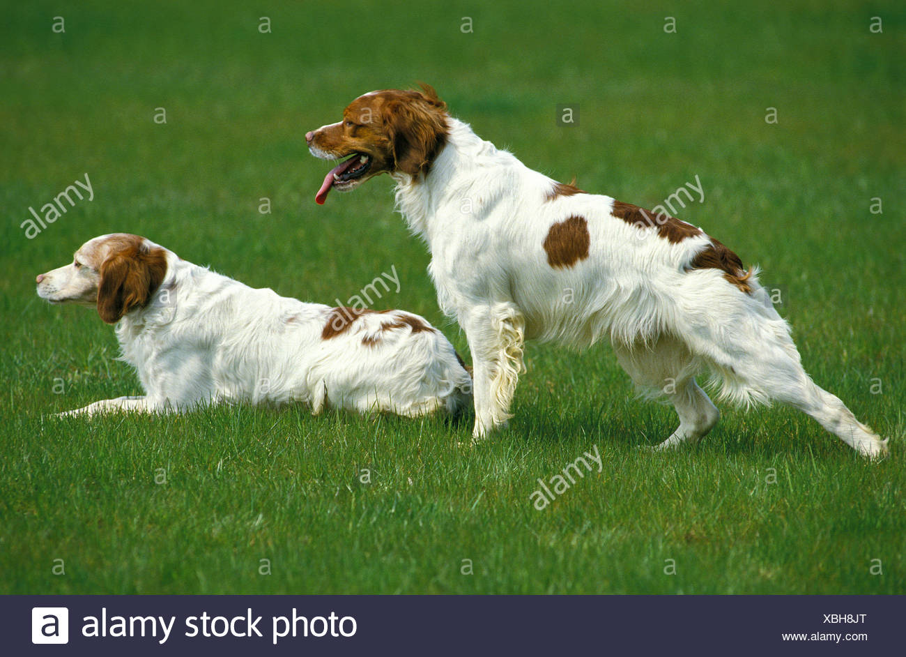 Spaniel Breton High Resolution Stock Photography and Images - Alamy