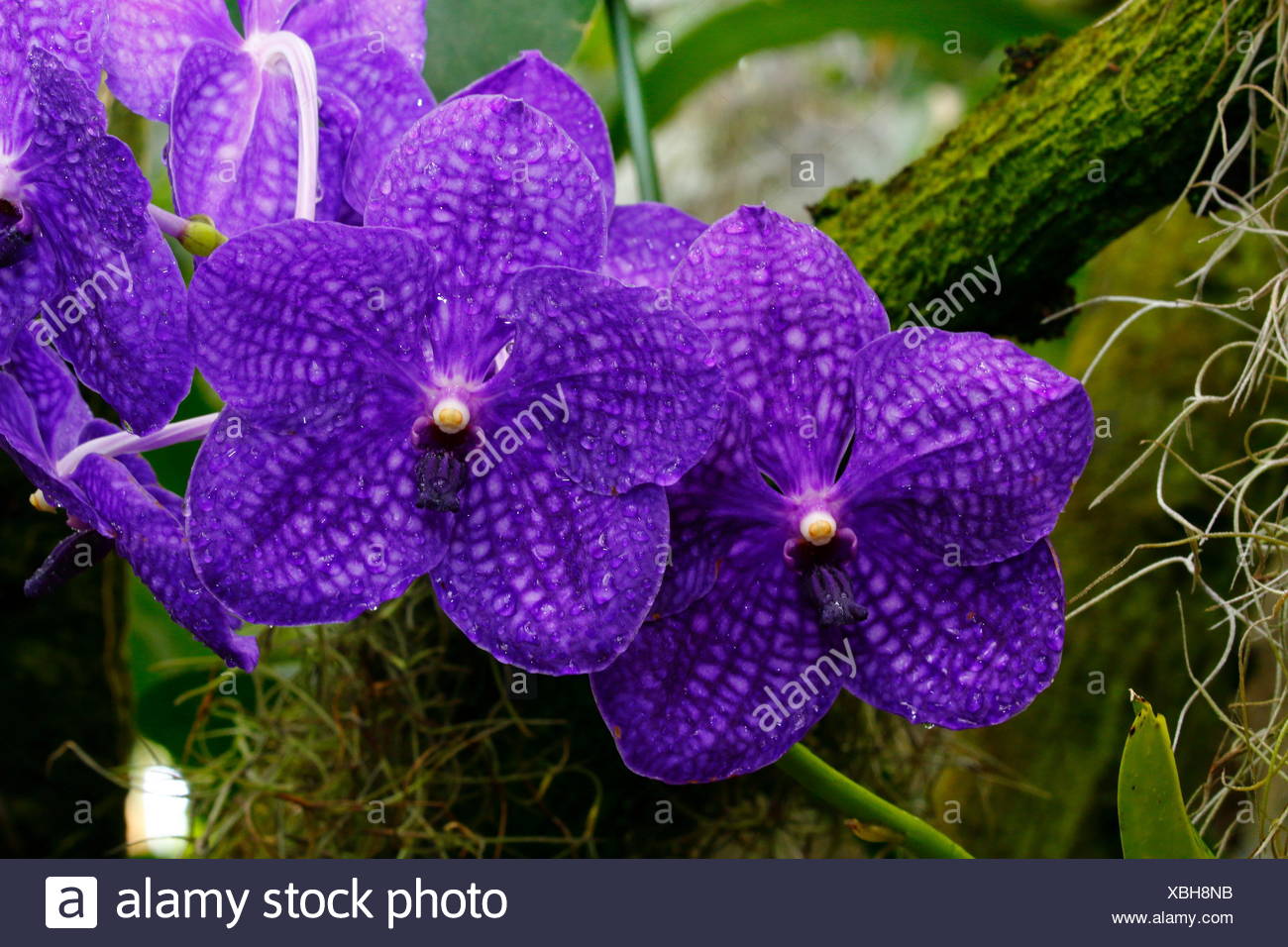 Pachara High Resolution Stock Photography and Images - Alamy