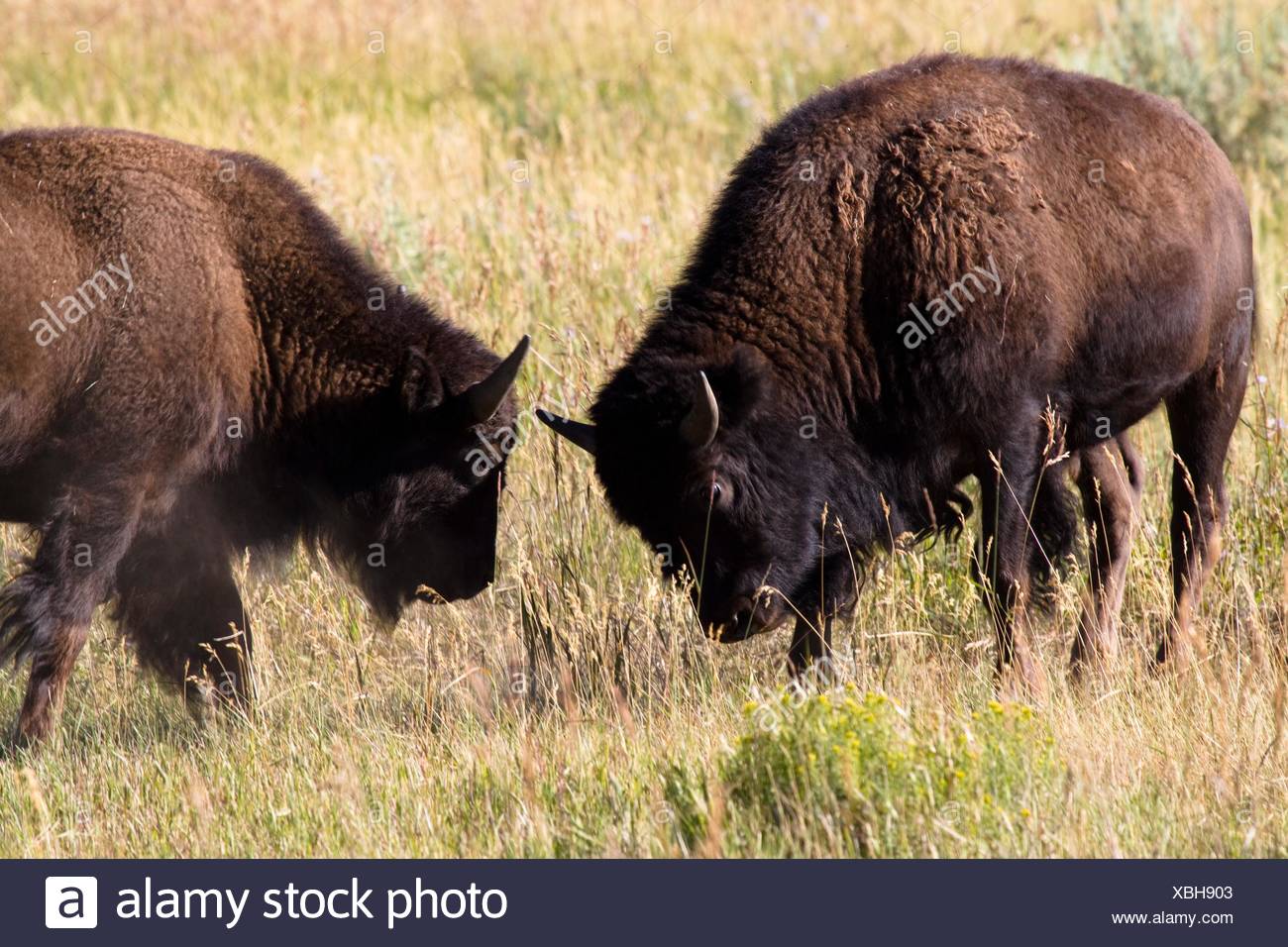 Buffalo Head Stock Photos & Buffalo Head Stock Images - Alamy