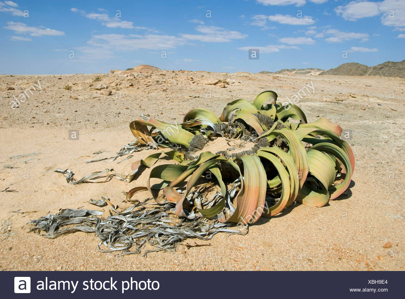 Namibia Swakopmund Welwitschia Plant Welwitschia High Resolution Stock ...