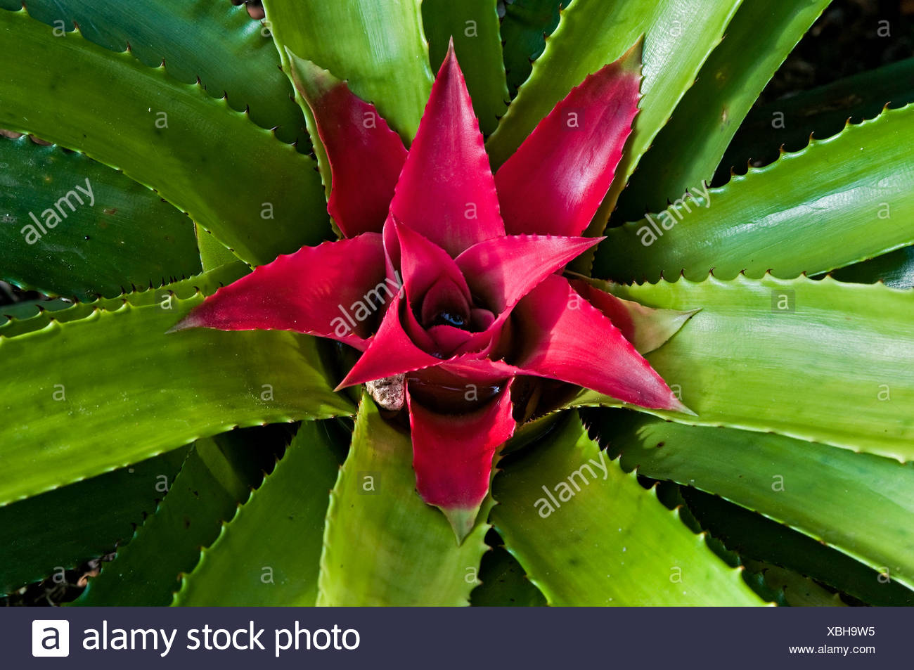 Bromeliad High Resolution Stock Photography and Images - Alamy