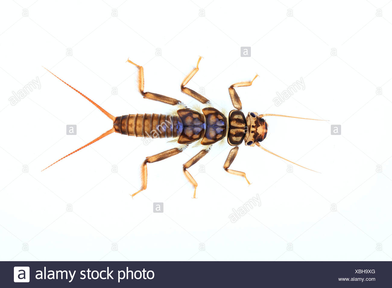 Plecoptera High Resolution Stock Photography and Images - Alamy