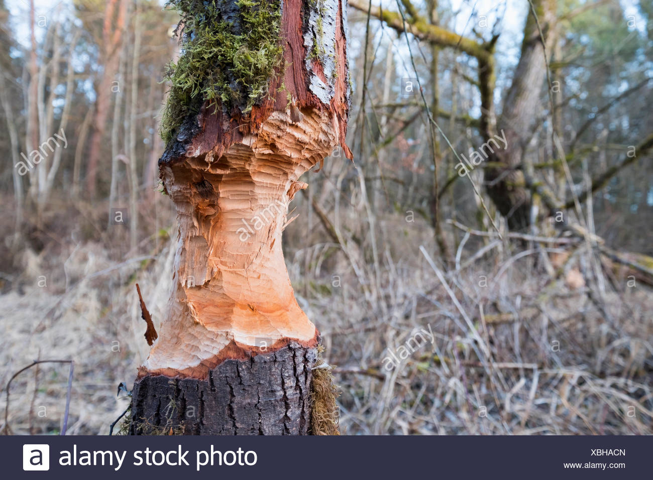 Chopped Tree Trunk High Resolution Stock Photography and Images - Alamy