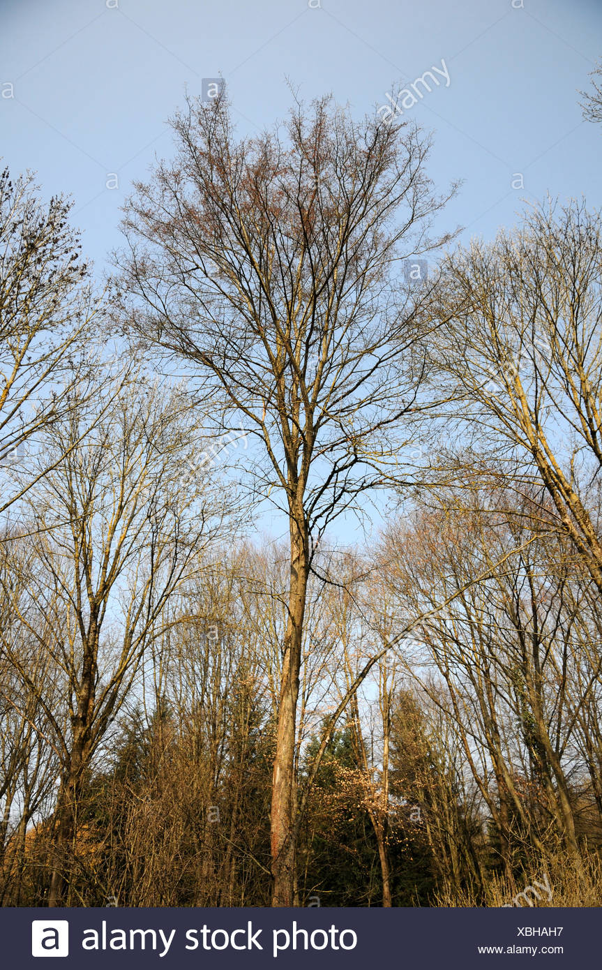 Elm Tree Flower High Resolution Stock Photography and Images - Alamy