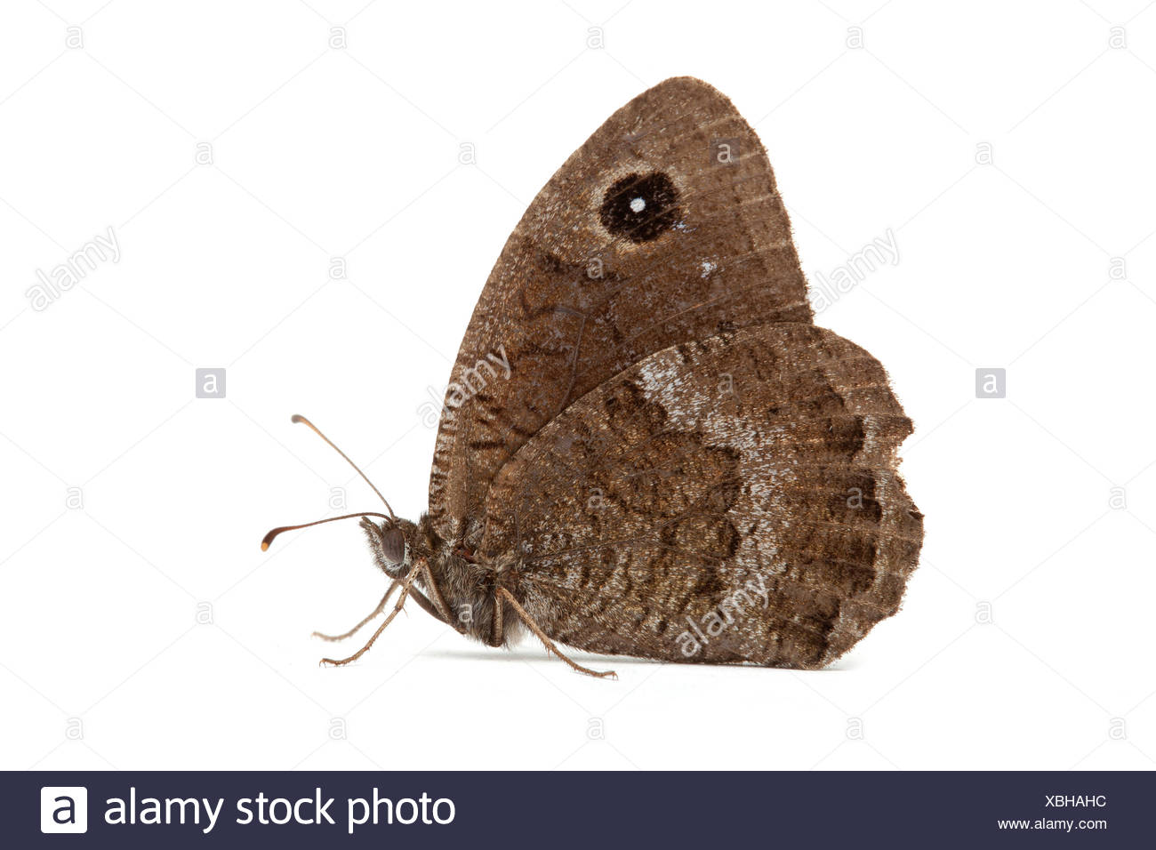 Black Satyr High Resolution Stock Photography and Images - Alamy