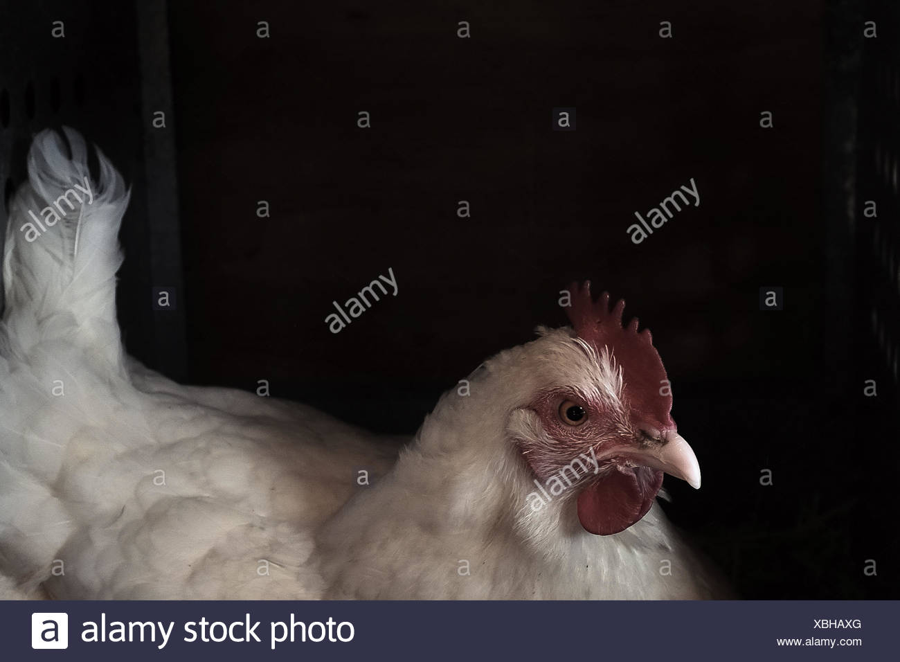 Chicken Hen High Resolution Stock Photography and Images - Alamy