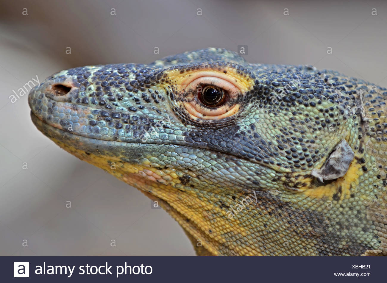 Giant Dragon Lizard High Resolution Stock Photography and Images - Alamy