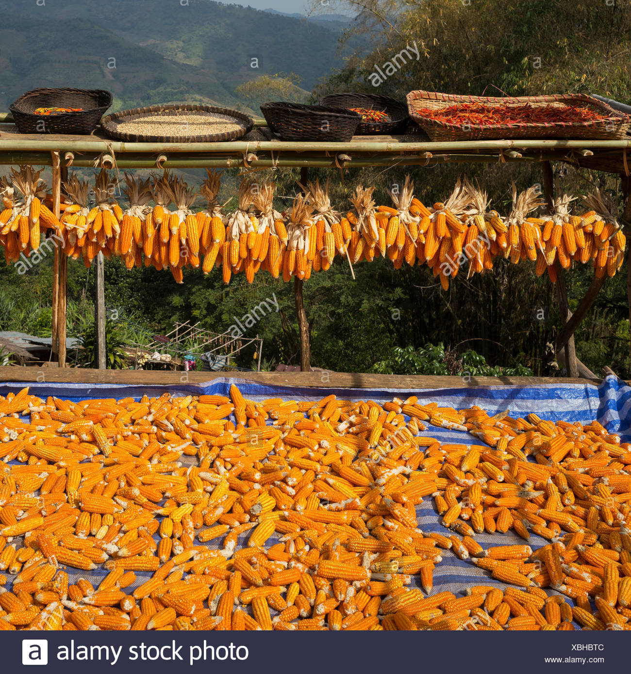 Corn Crop Drying Stock Photos & Corn Crop Drying Stock Images - Alamy