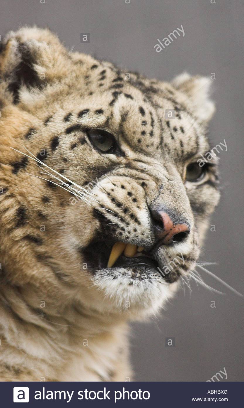 Leopard Heads High Resolution Stock Photography and Images - Alamy
