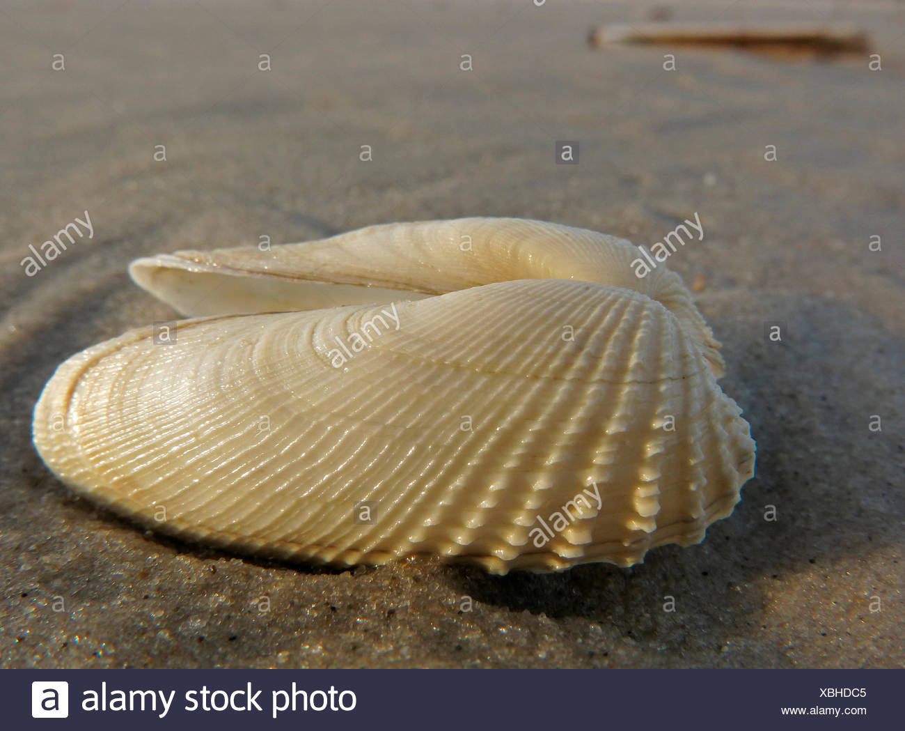 Pholadiformis High Resolution Stock Photography and Images - Alamy