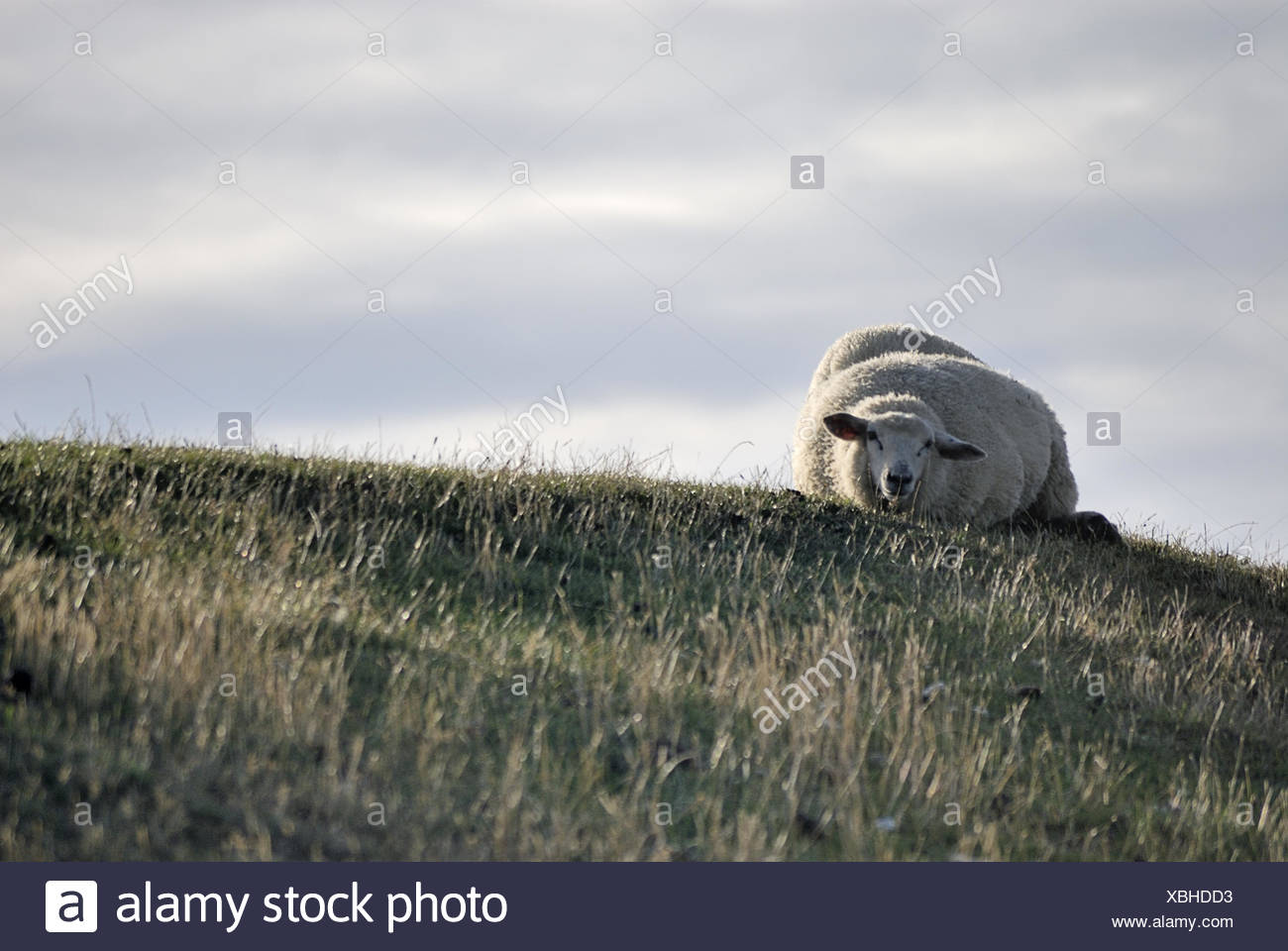 Faul High Resolution Stock Photography and Images - Alamy