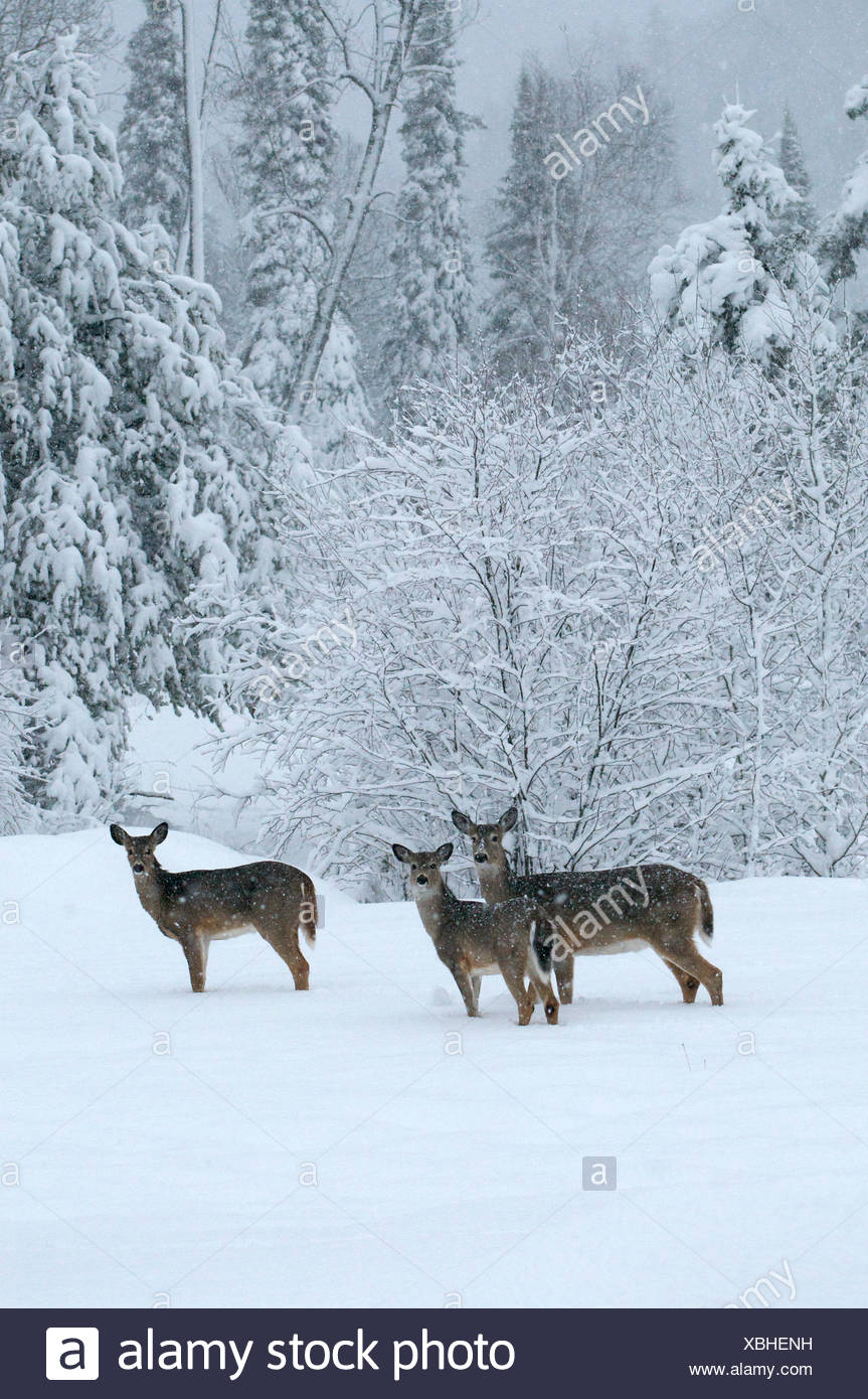 Deer Trees Snow High Resolution Stock Photography and Images - Alamy