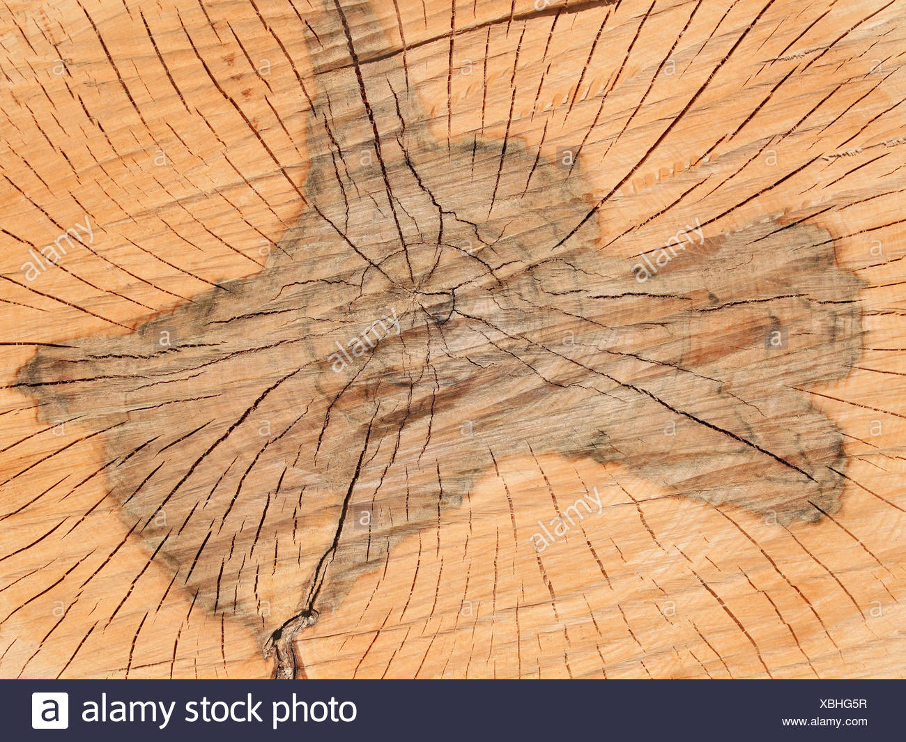 Transverse Section High Resolution Stock Photography and Images - Alamy