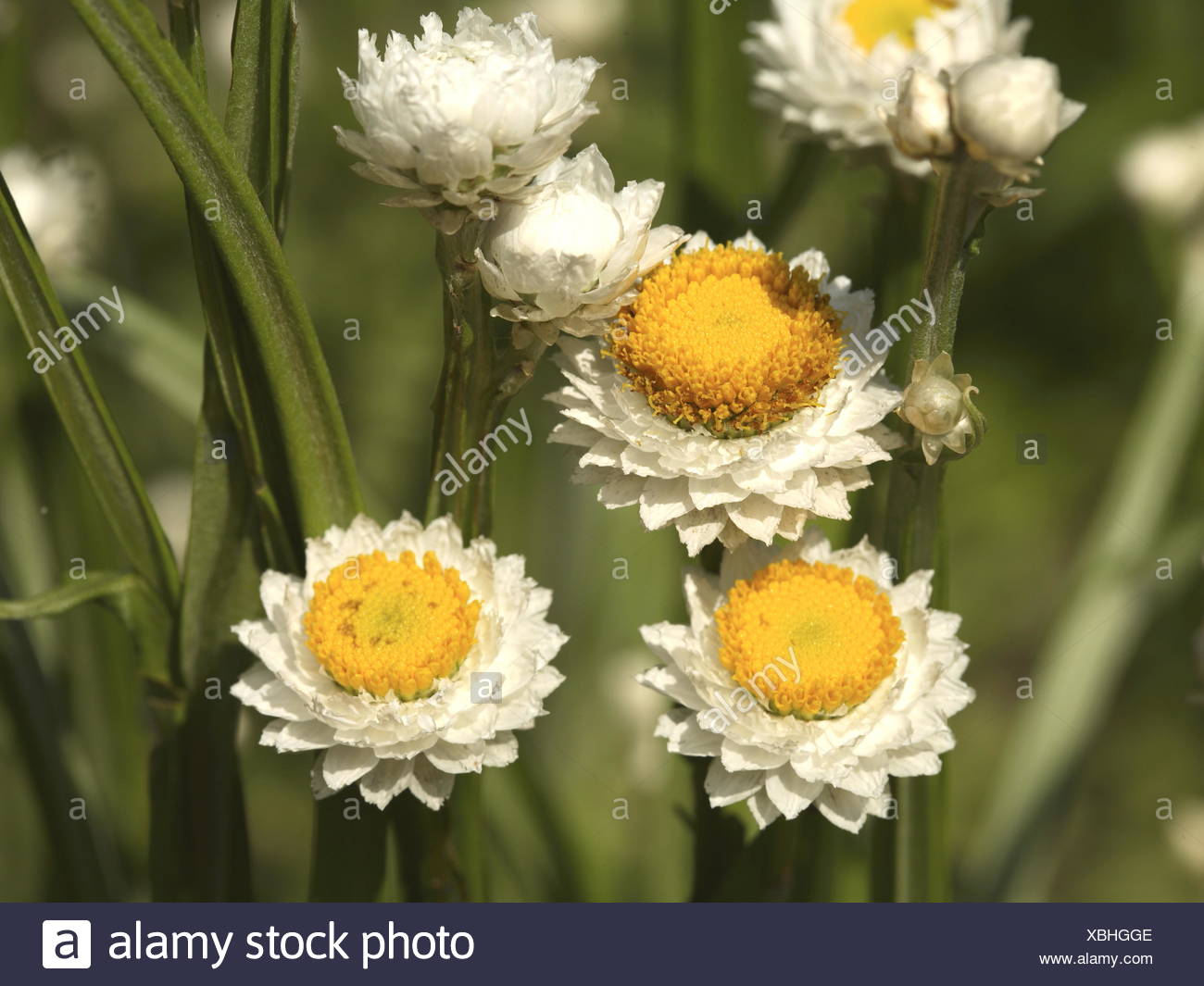 Winged Everlasting Ammobium Alatum High Resolution Stock Photography ...