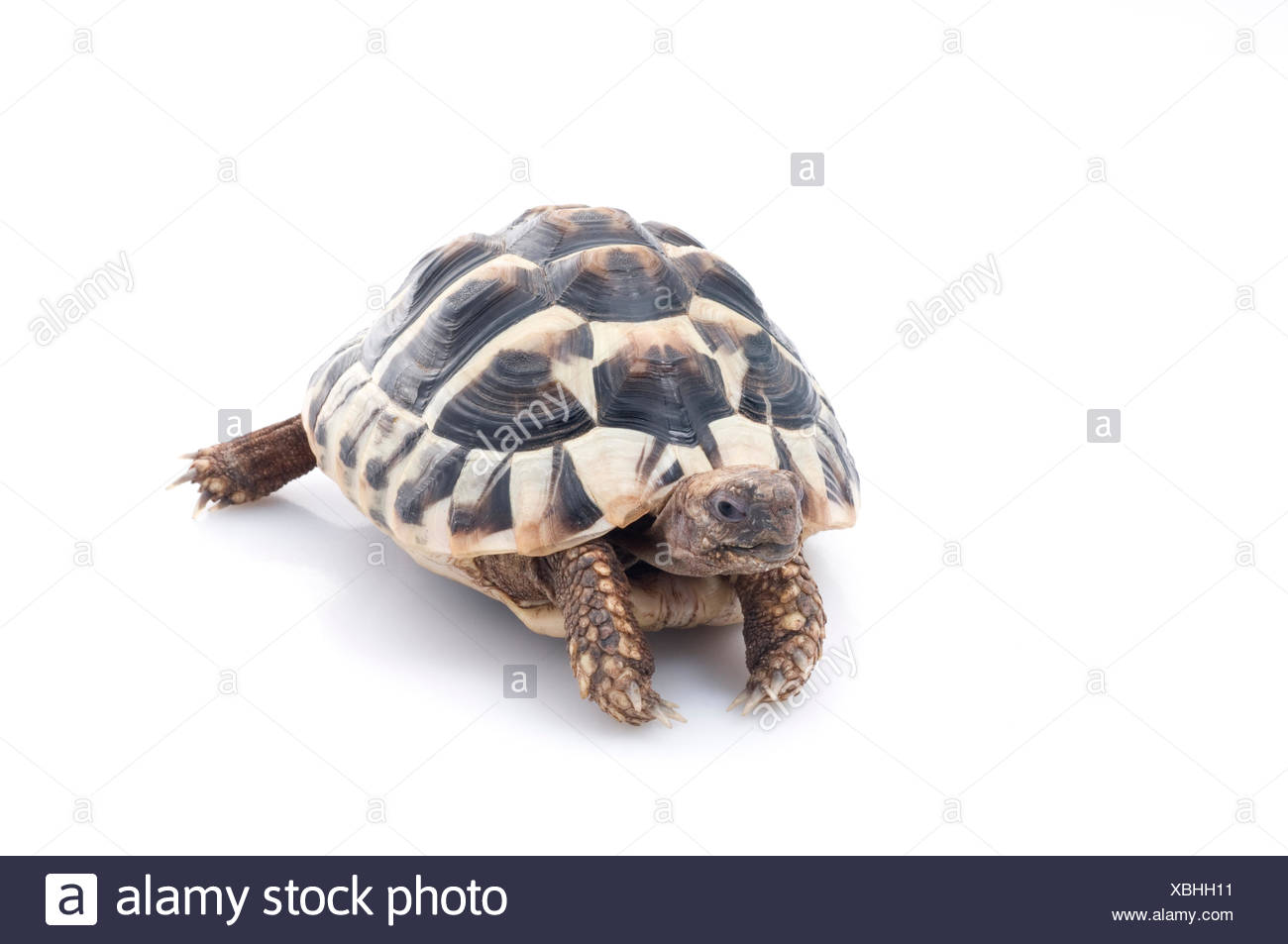 Hermans Stock Photos & Hermans Stock Images - Alamy