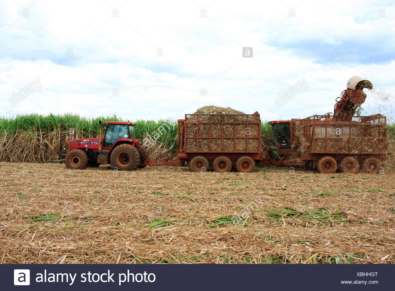 Sugar Cane Harvest Brazil High Resolution Stock Photography and Images ...