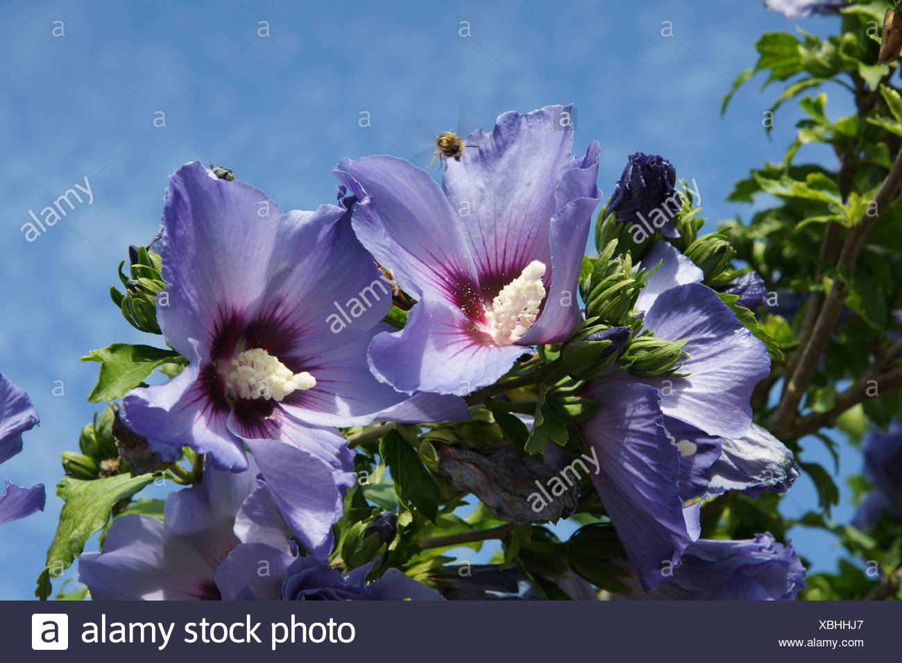 Hibiscus Syriacus Althea High Resolution Stock Photography and Images ...