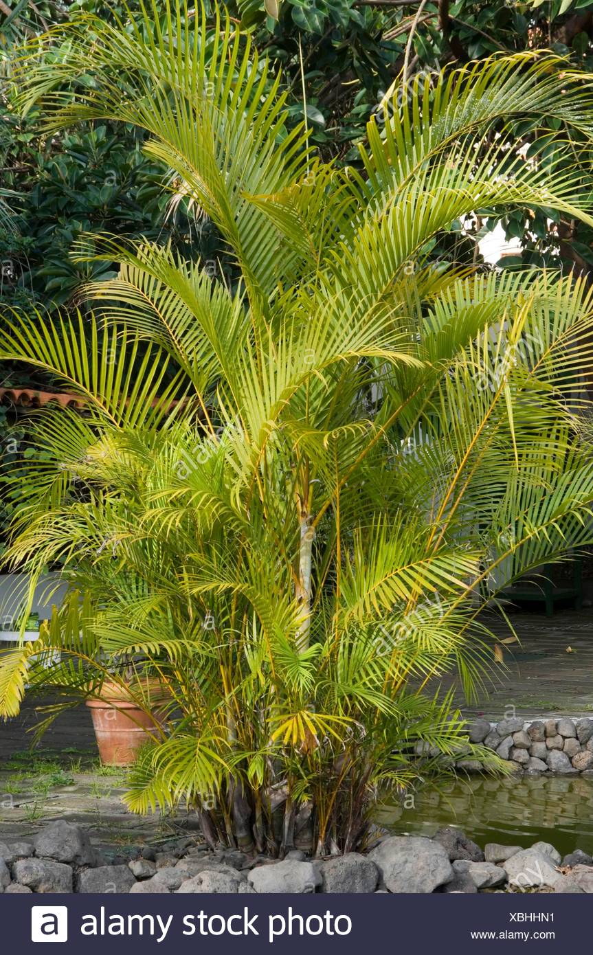 Arecastrum High Resolution Stock Photography and Images - Alamy