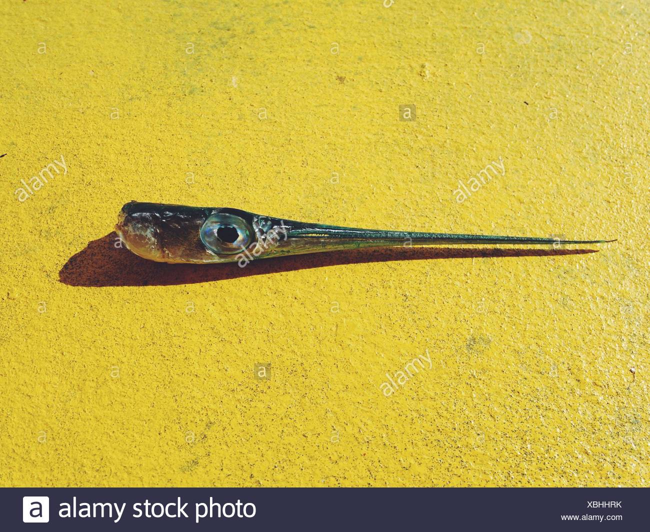 Needlefish Stock Photos & Needlefish Stock Images - Alamy