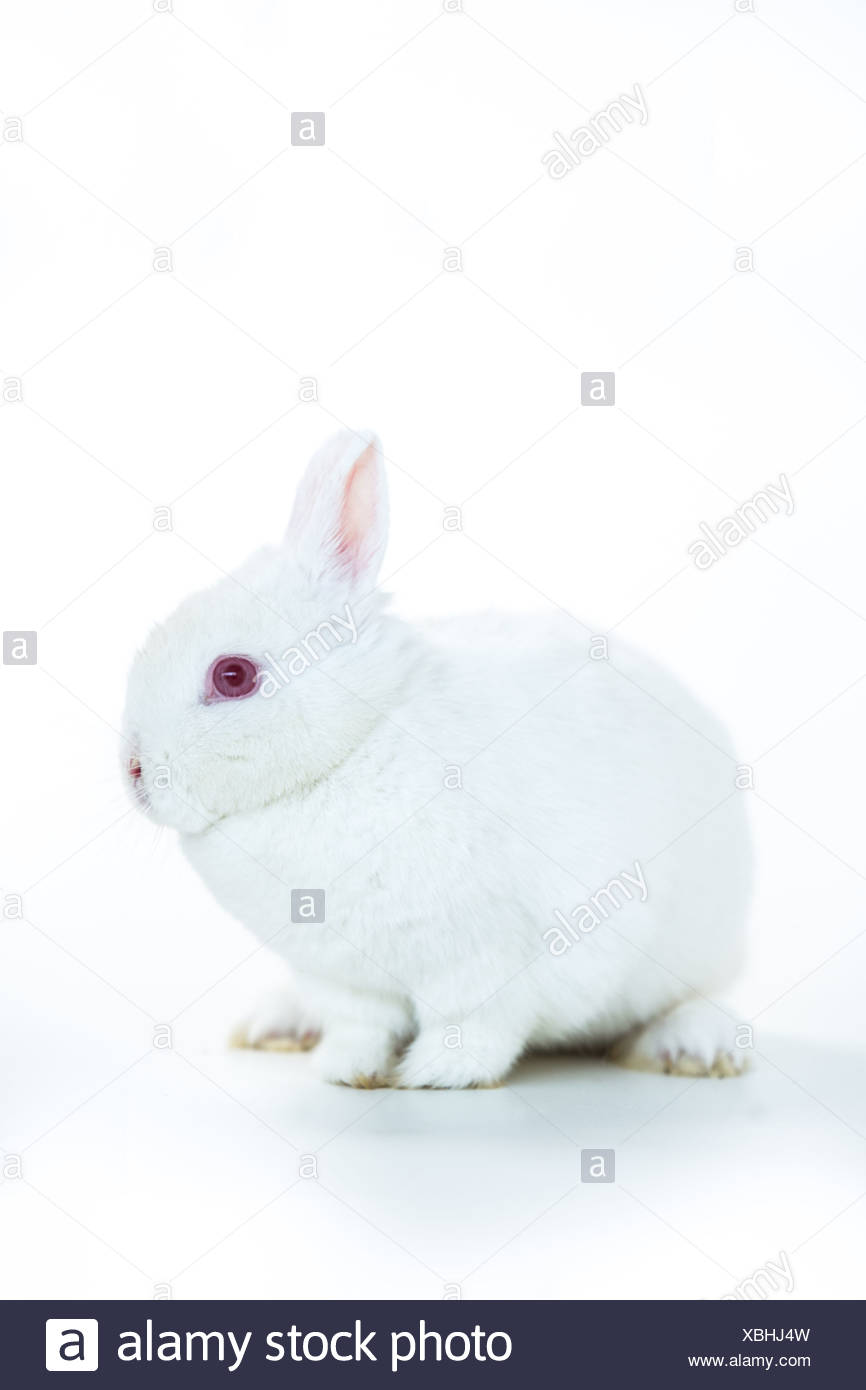 White Rabbit Pink Eyes High Resolution Stock Photography and Images - Alamy