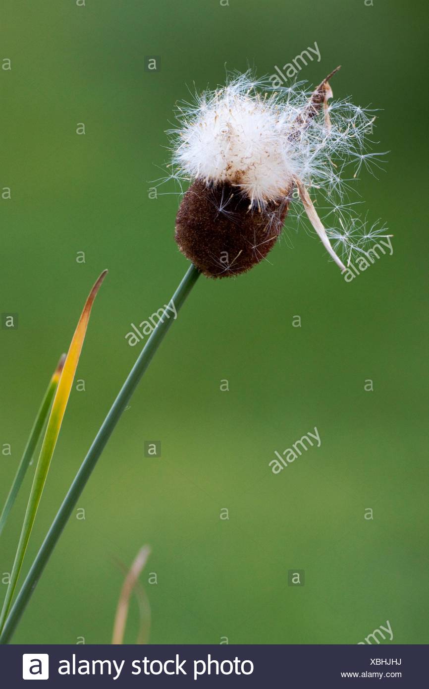 Dwarf Hydrangea High Resolution Stock Photography and Images - Alamy