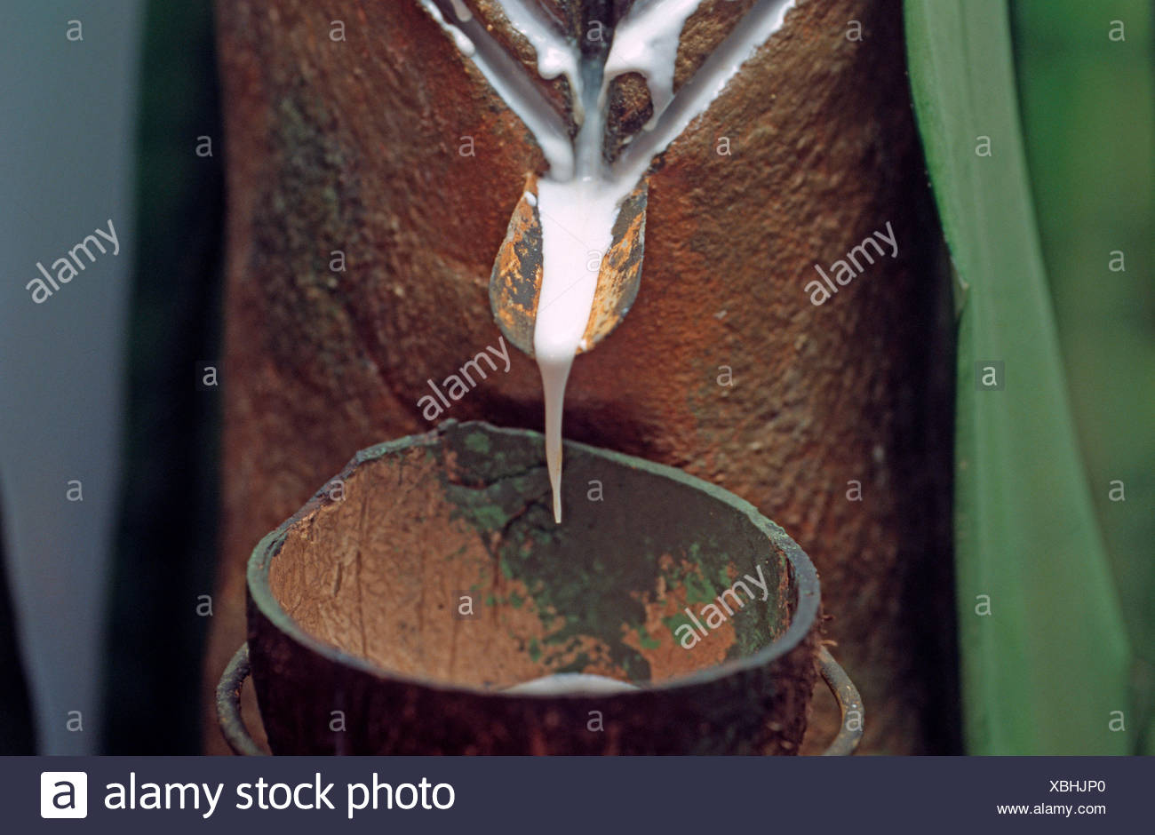 Rubber Trees Hevea Brasiliensis High Resolution Stock Photography and ...