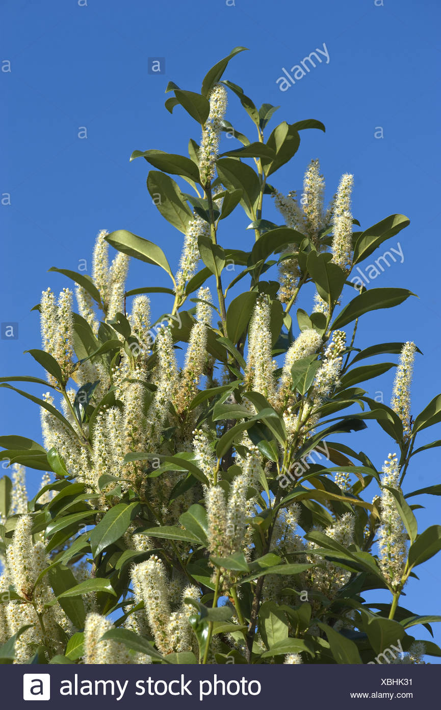 Cherry Laurel Plants High Resolution Stock Photography and Images - Alamy