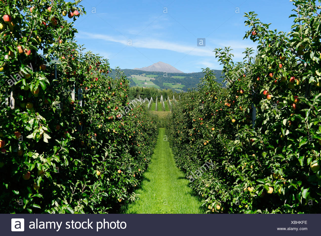 Fruit Orchards High Resolution Stock Photography and Images - Alamy