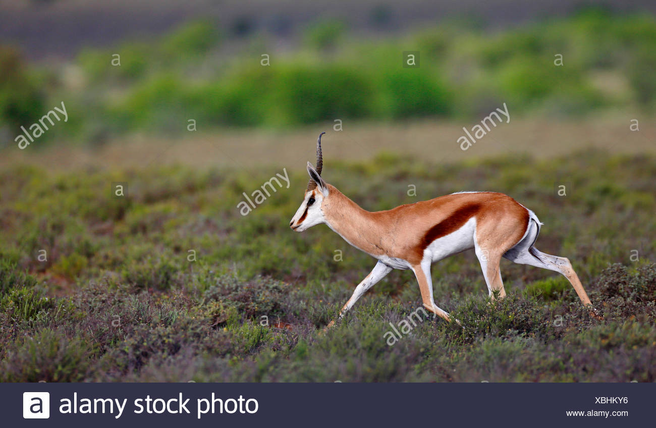 Springbok Running Stock Photos & Springbok Running Stock Images - Alamy