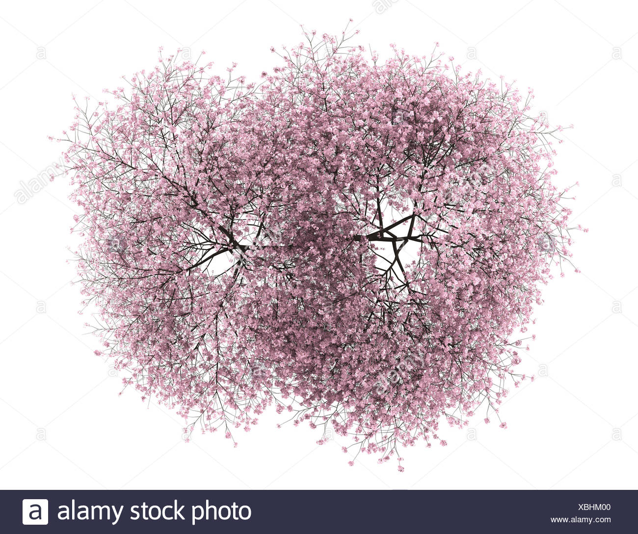Prunus Cerasus Tree Cut Out Stock Images & Pictures - Alamy